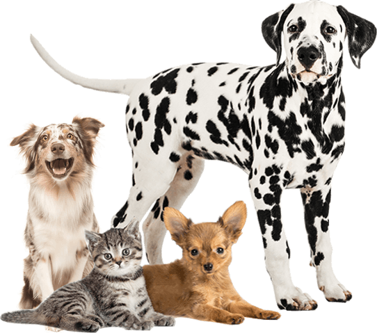 PerPETuate – Cat, Dog, Horse, & Other Animals – Genetic Preservation